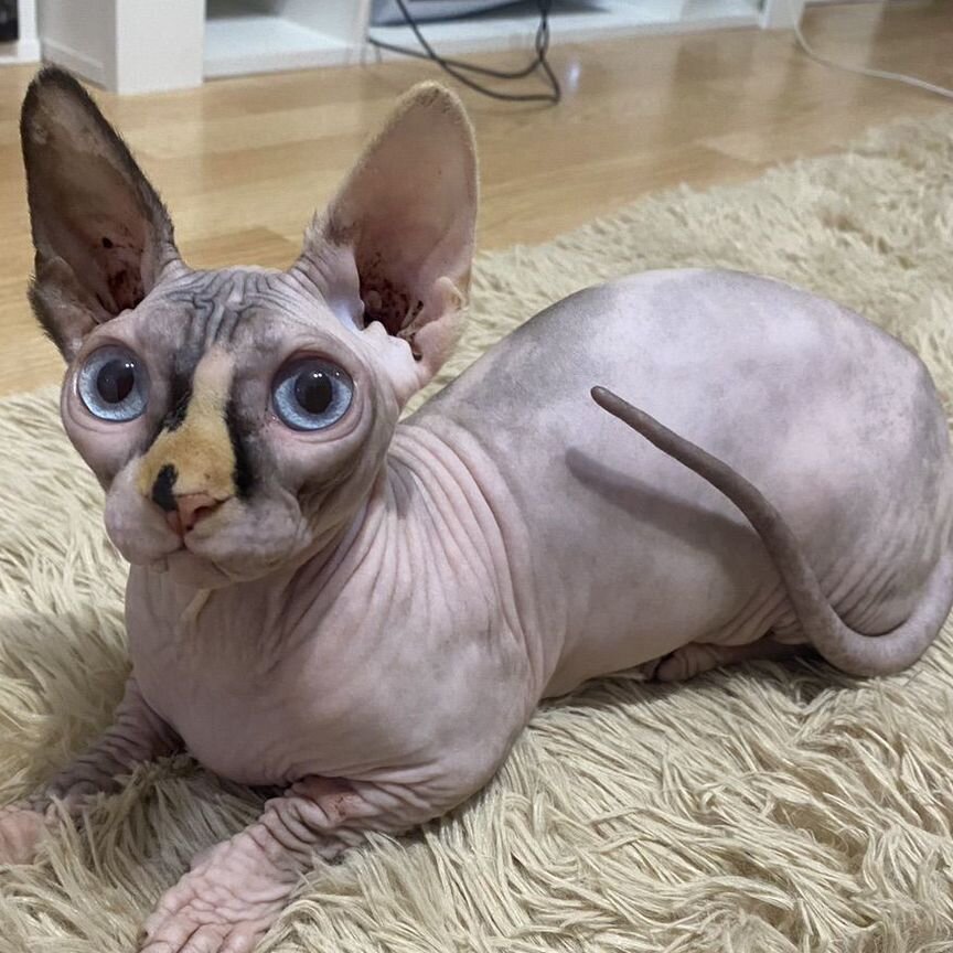 Сфинкс котенок бомбино