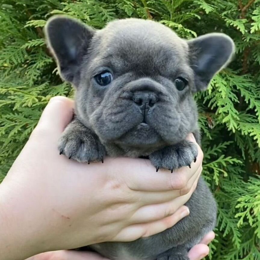 Французский бульдог