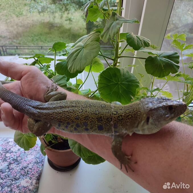 Жемчужная ящерица