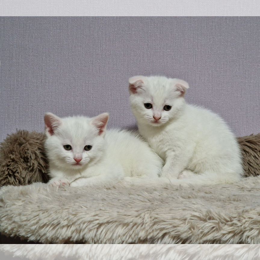 Малыши-Беляши