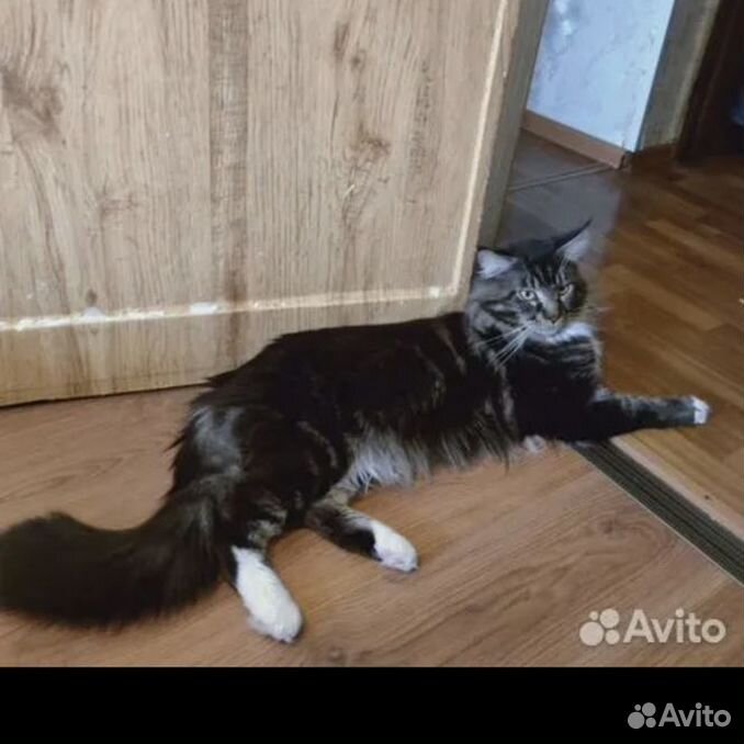 Красивы большой кот, потомства очень красивое