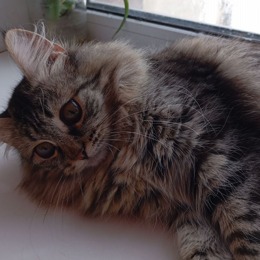 Мейн-кун котёнок