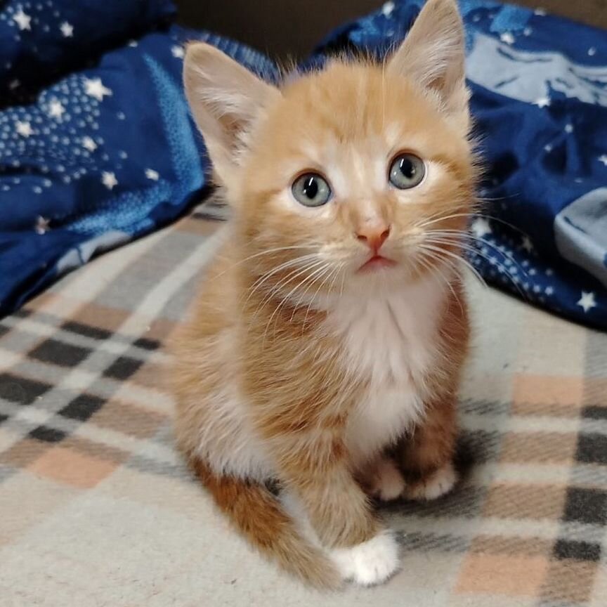 Котята