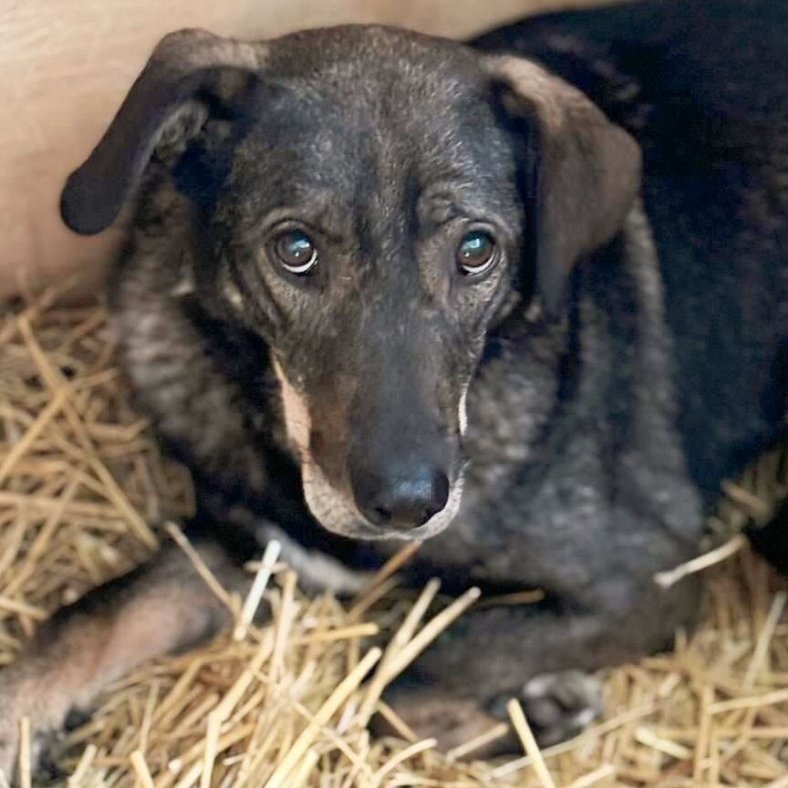Брауни, собака из приюта в добрые руки