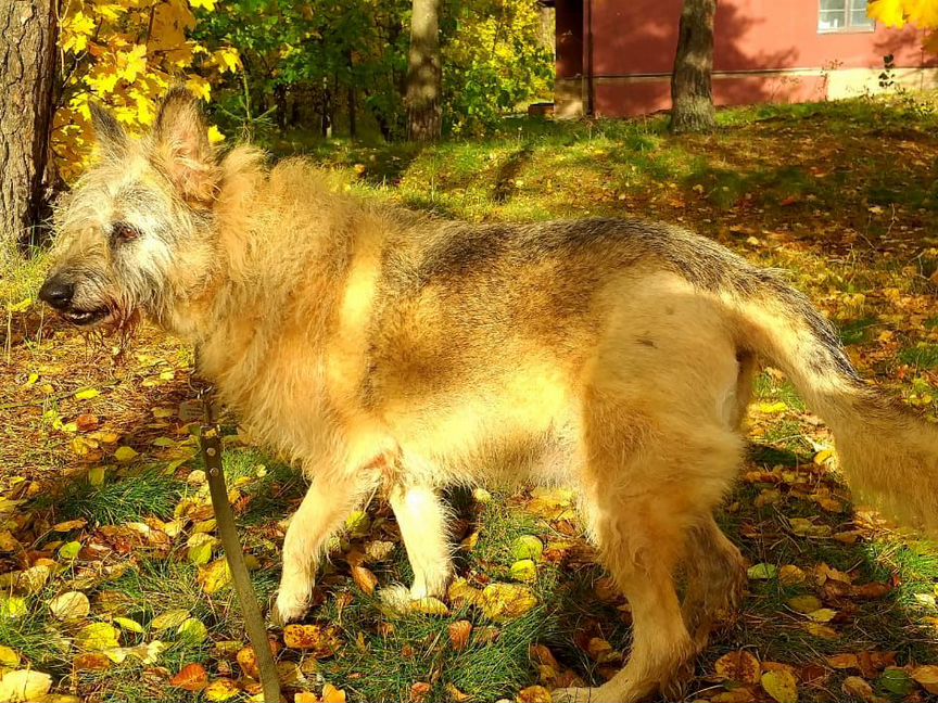 Собака ищет семью