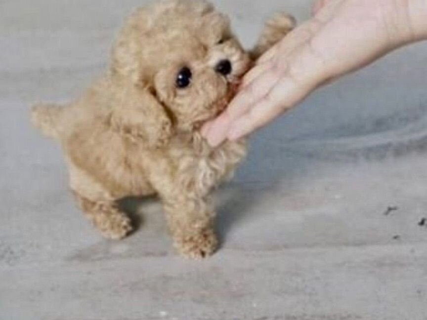 Мальтипу ф1 мини девочки- конфетки