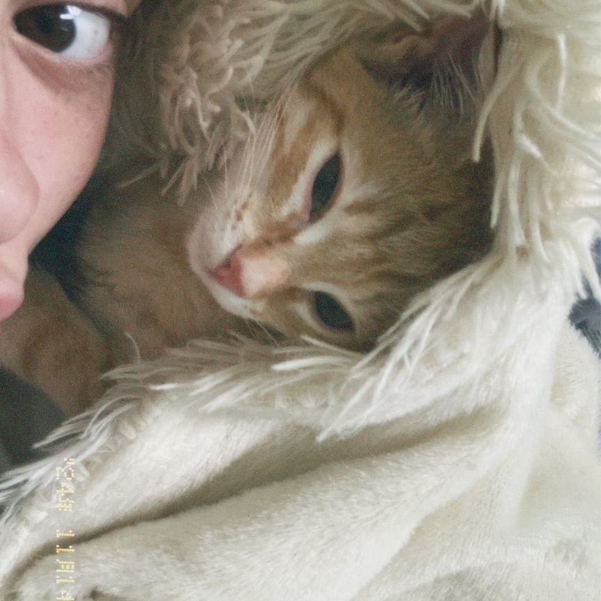 Отдам бесплатно котенка