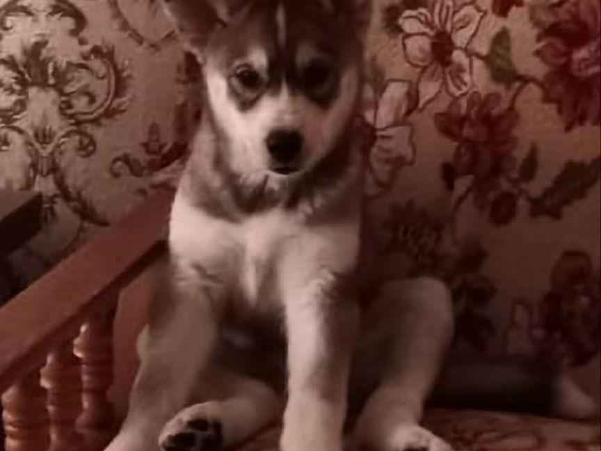 Помесь чистокровной сибирской хаски и дворняги