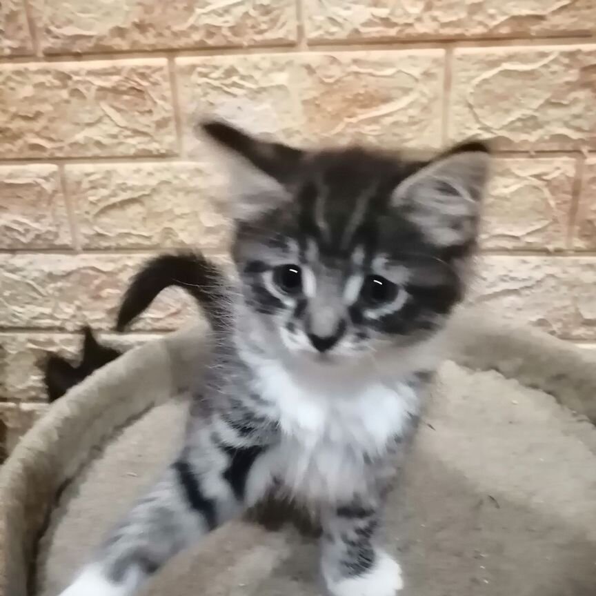 Отдам котят в добрые руки