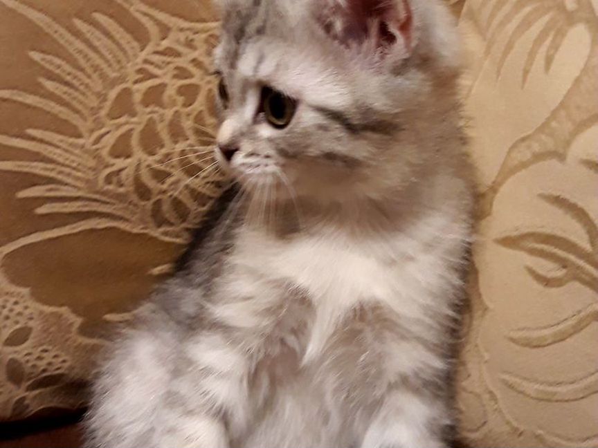 Британский котик