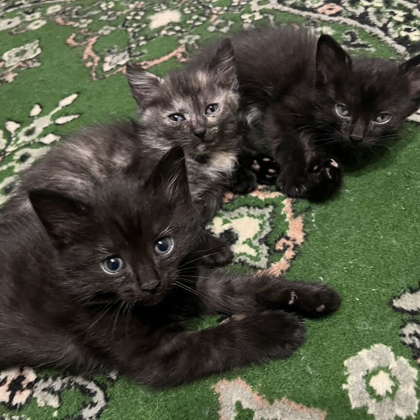 Отдам котят и кошку бесплатно в добрые руки