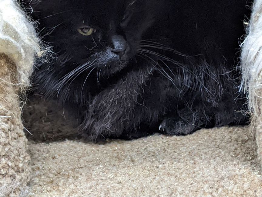 Кошка ищет дом