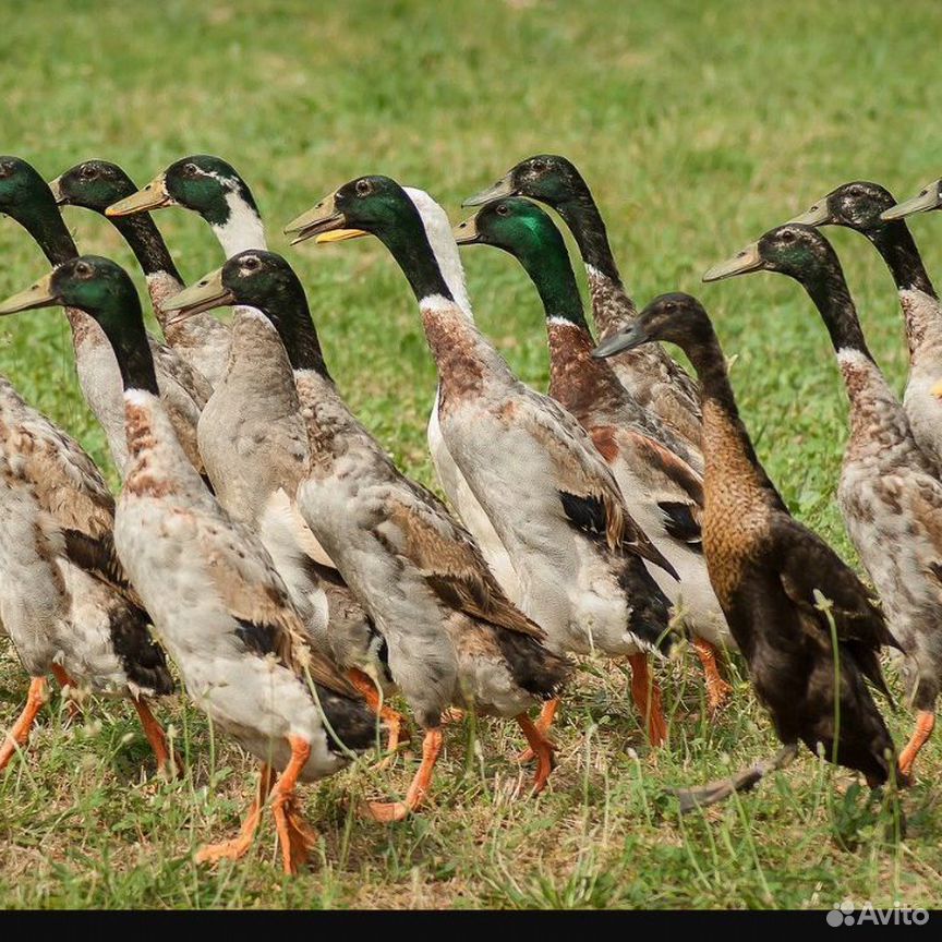 Селезени индийской утки-бегунок