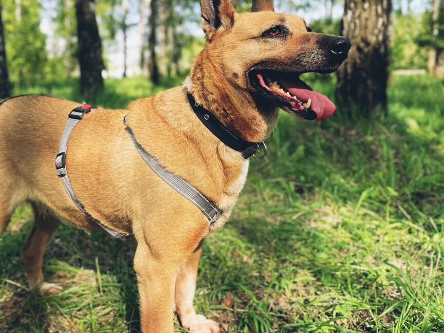 Собака Василиса псекрасная в поисках дома