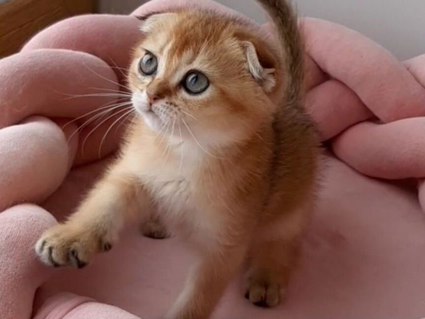 Шотландские котята золотые тикированные шиншиллы