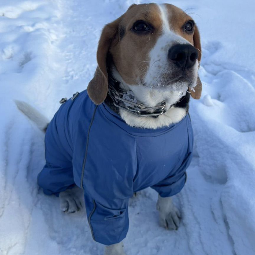 Зимний комбинезон для собак