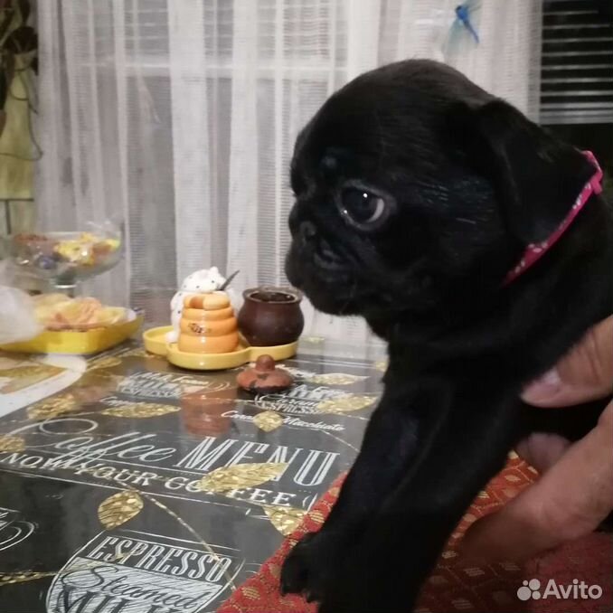 Мопсики чёрные