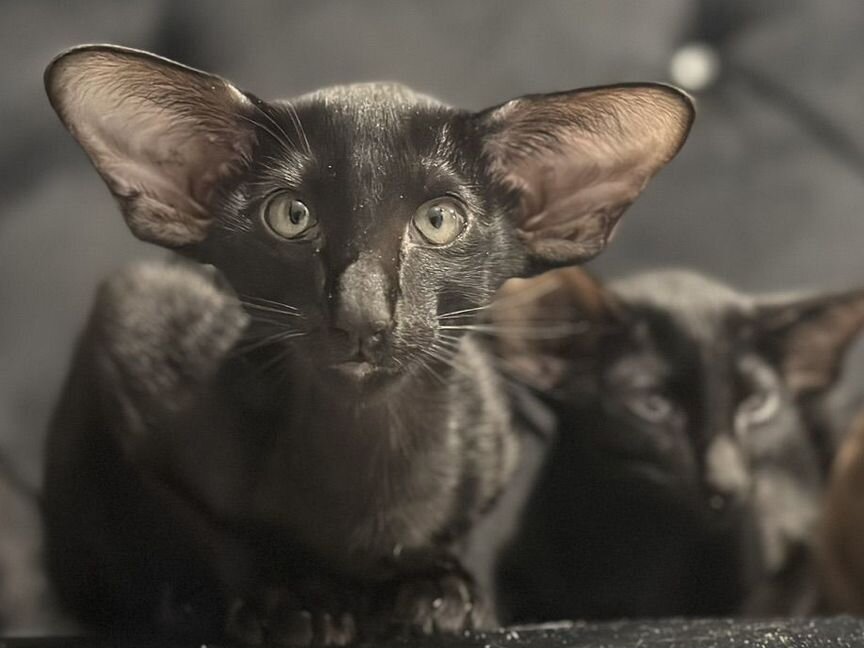 Котик Экстрим