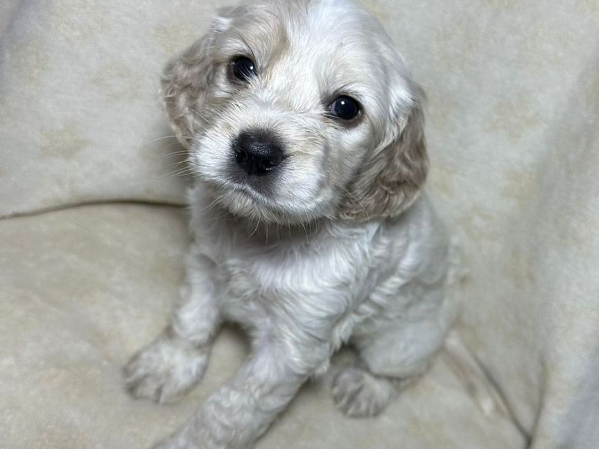 Кокер спаниель английский