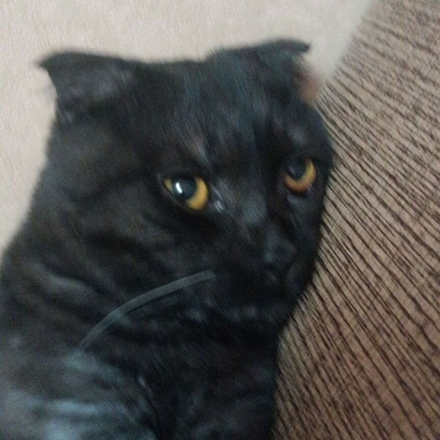 Кот веслоух