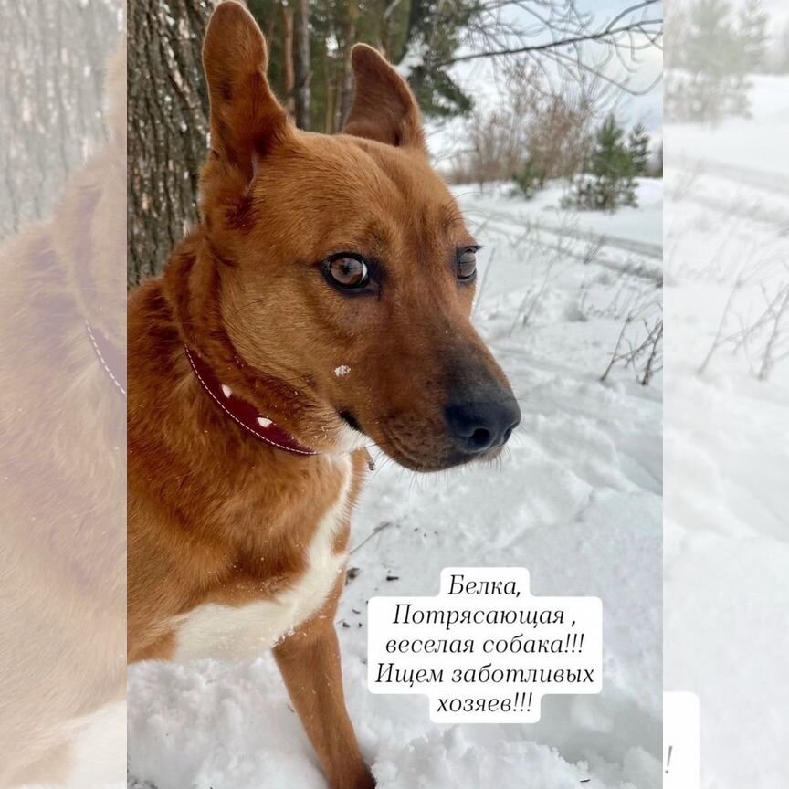 Собака ищет дом