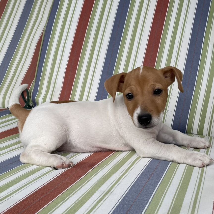 Щенки Чемпиона Джек Рассел Терьер(с документами)