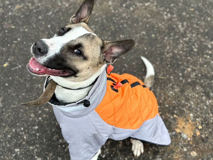 Красивый песик попал в приют