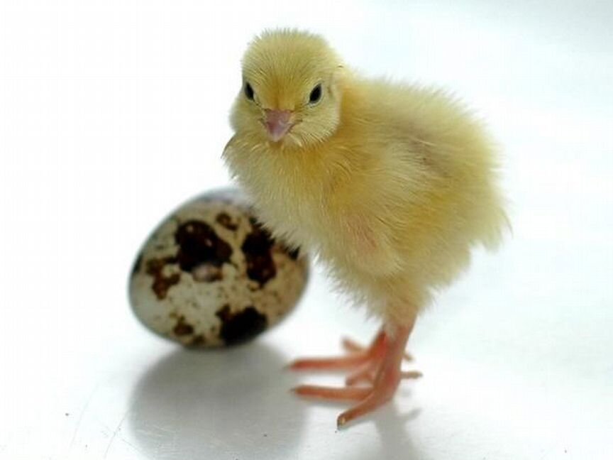 Перепелки суточные