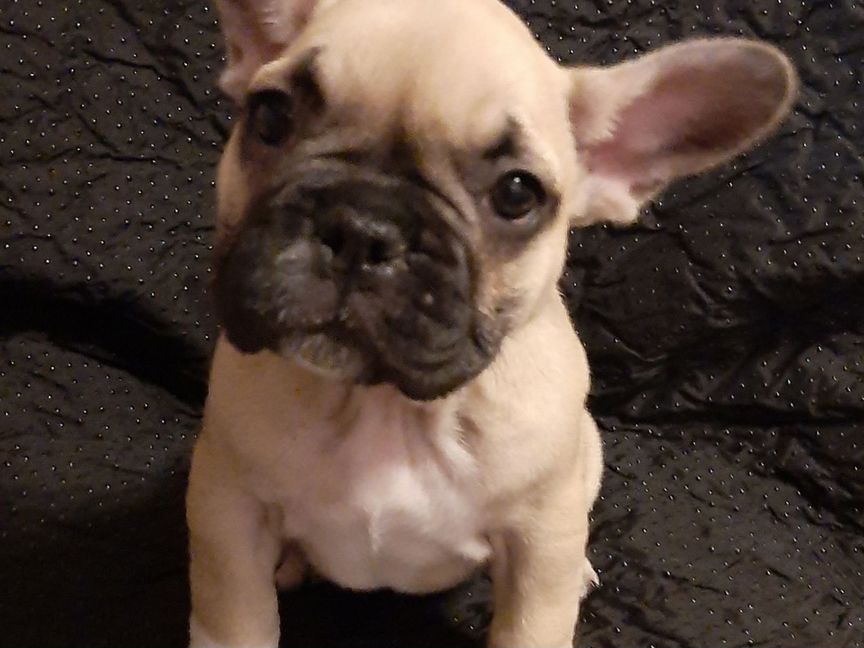 Малышка Кира 2мес