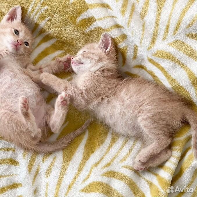 Анатолийская кошка