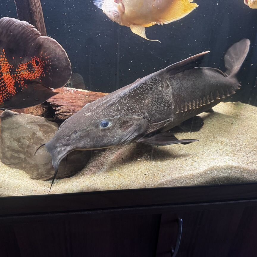 Оксидорас нигер