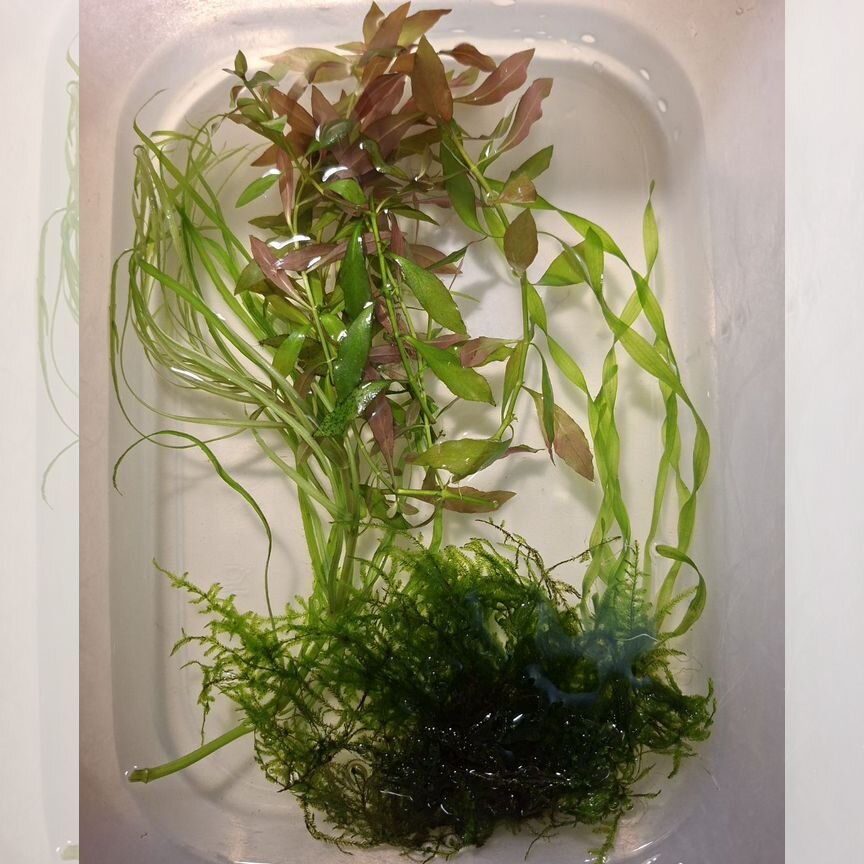 Аквариумные растения