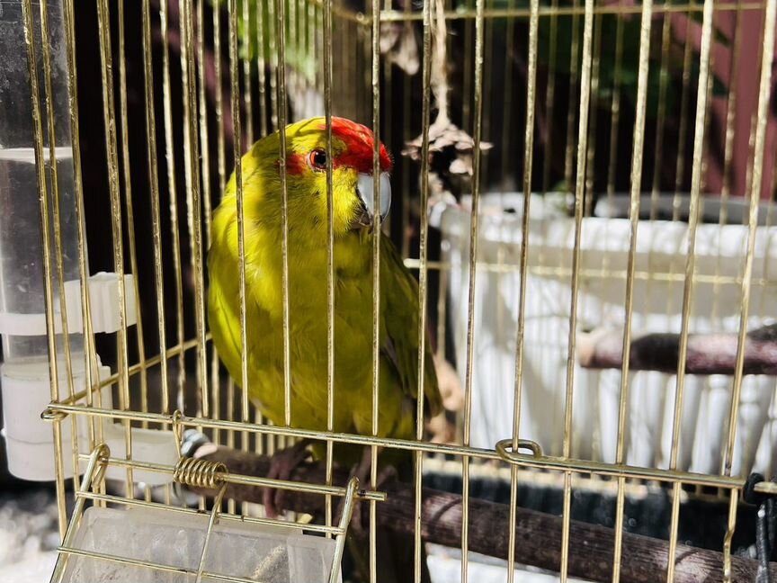 Попугай кокарик