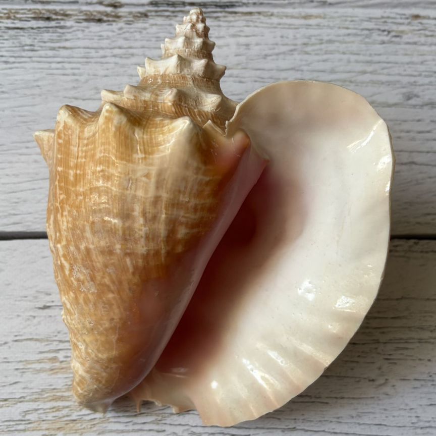 Морская раковина