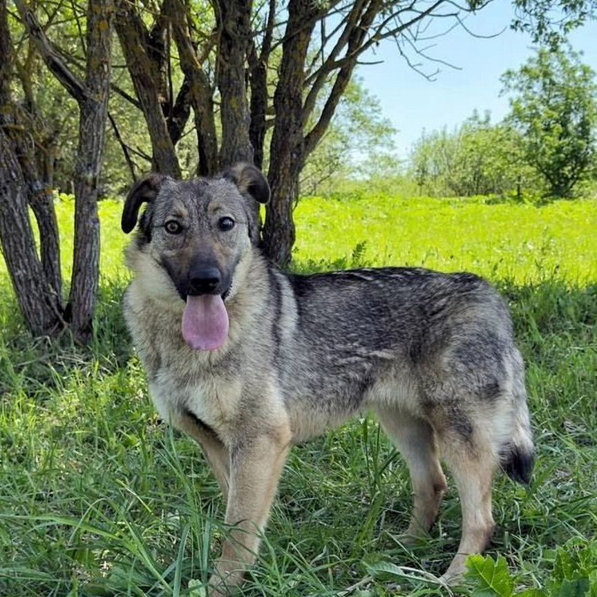 Взрослая собака в добрые руки