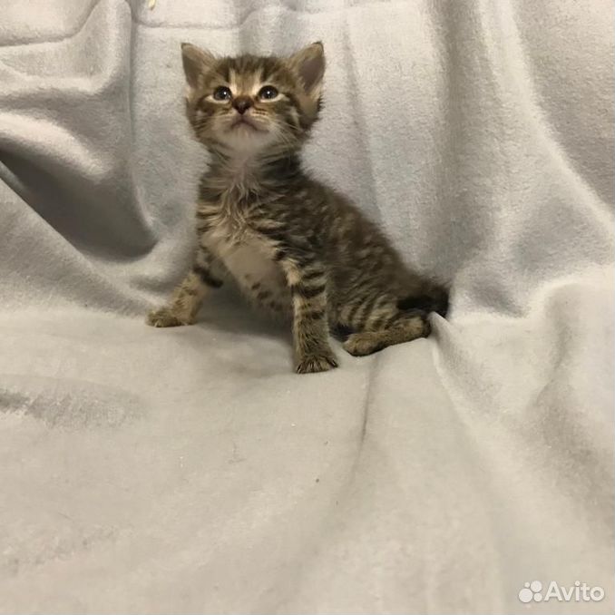 Клепочка ищет семью