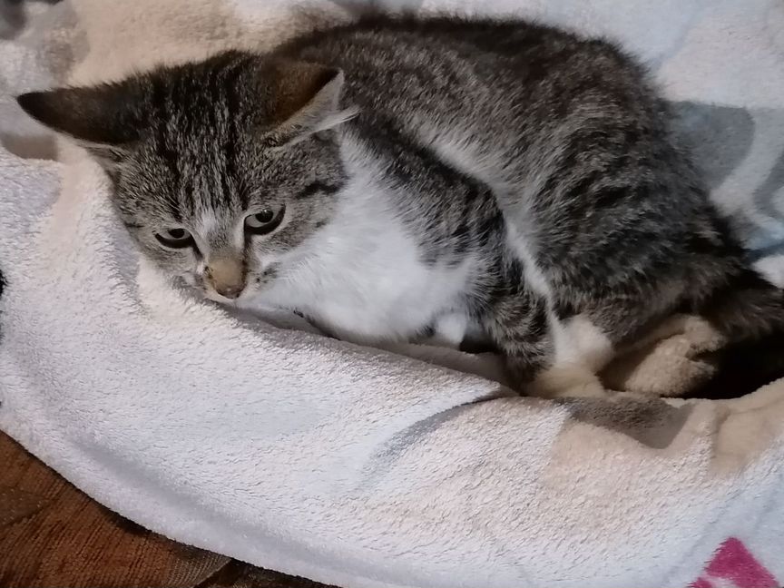 Кошки в добрые руки бесплатно