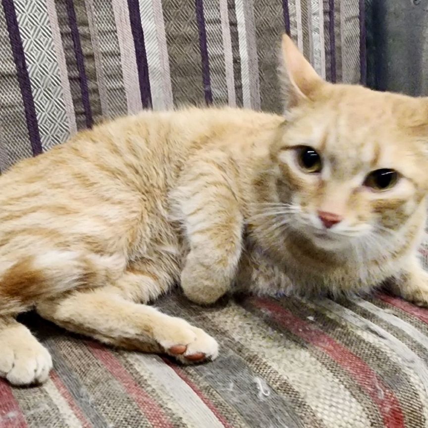 Котик красавчик