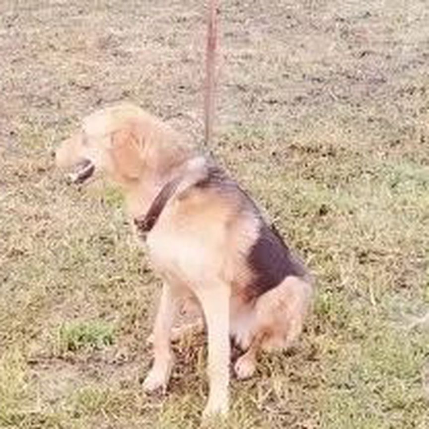 Русская гончая, щенок