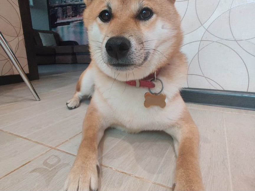 Вязка Сиба Ину