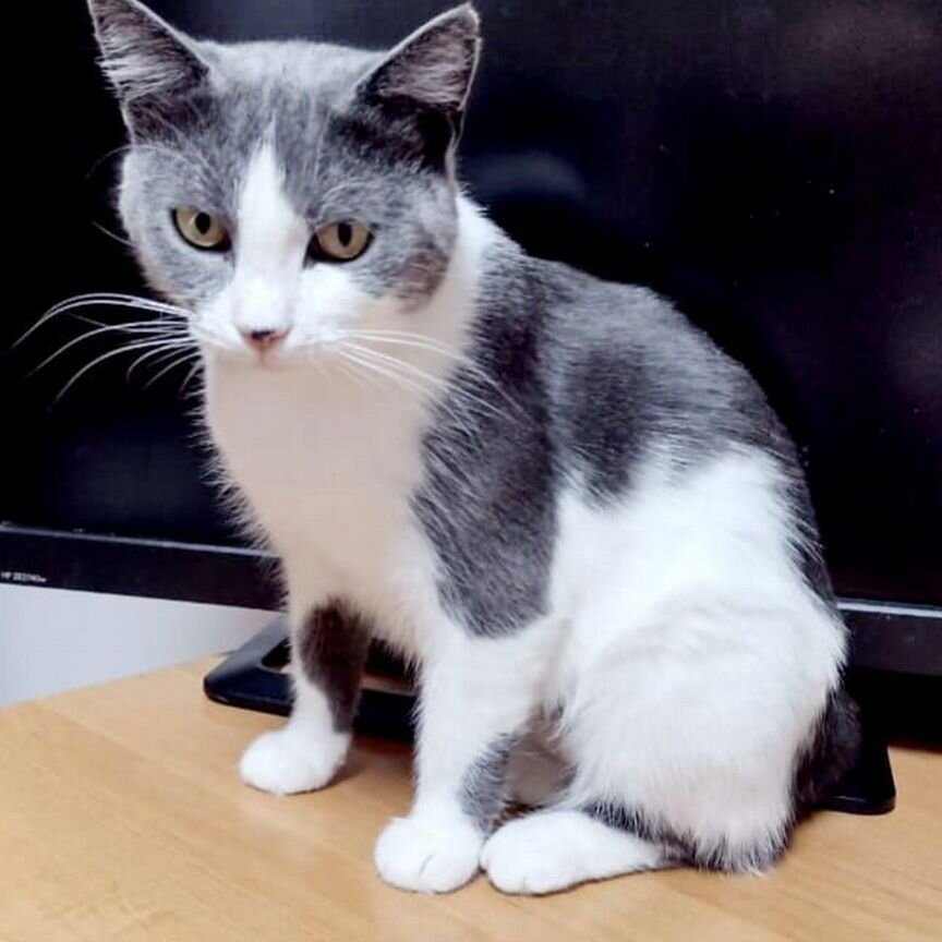 Молодая стерилизованная красотка