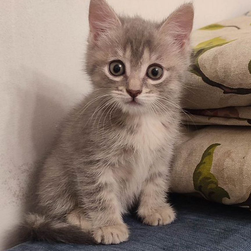 Котёнок в добрые руки