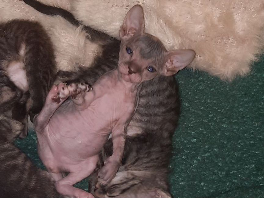 Донской сфинкс велюр котята