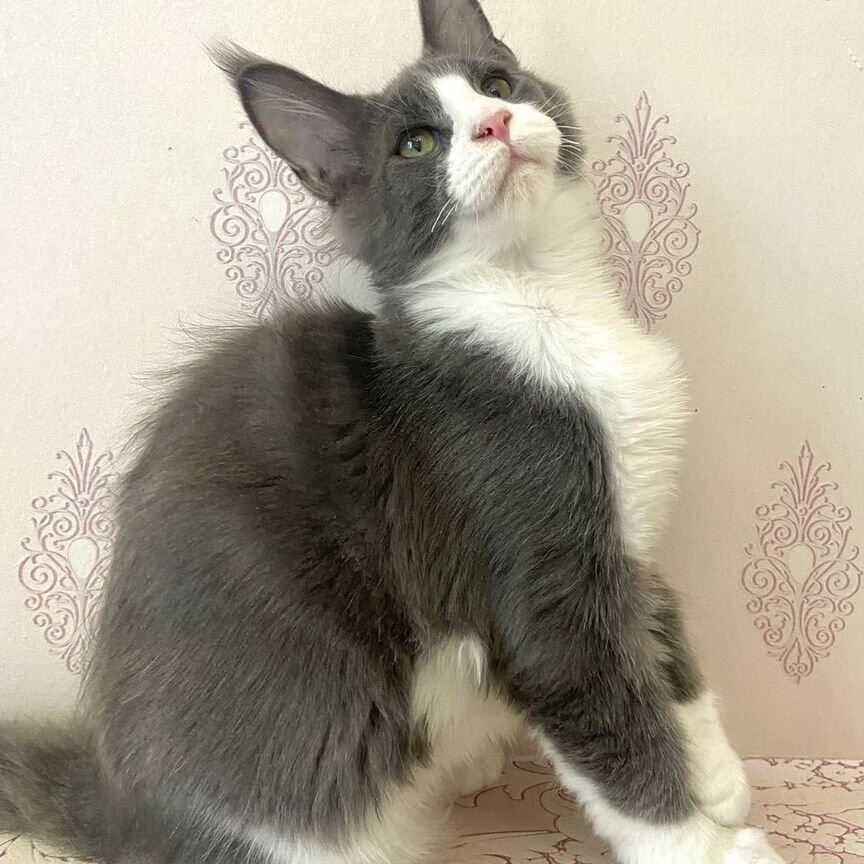 Котята мейн-кун котик