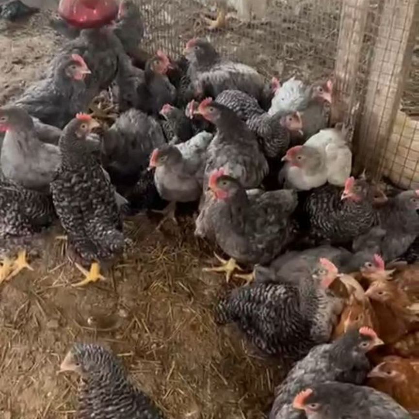 Куры молодки домашняя помись