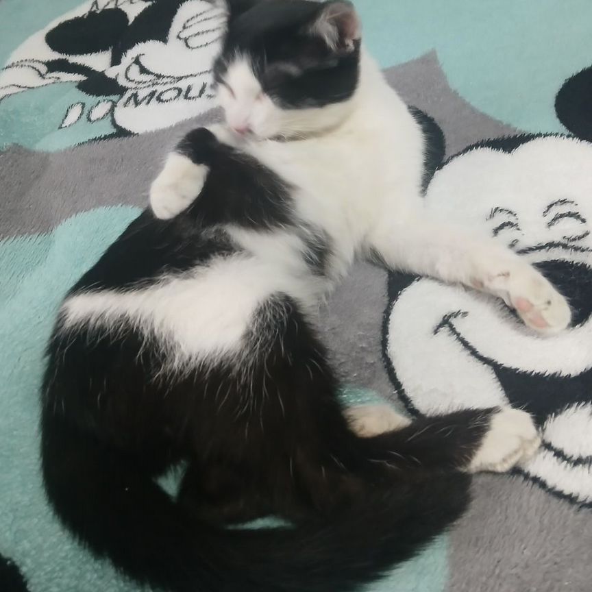 Котёнок в добрые руки