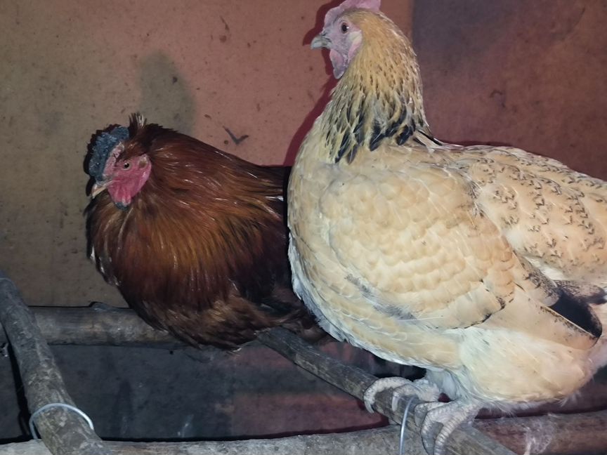 Петух и курица
