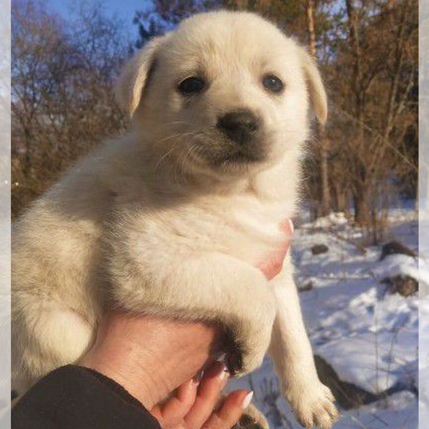 Оливия Щенок девочка