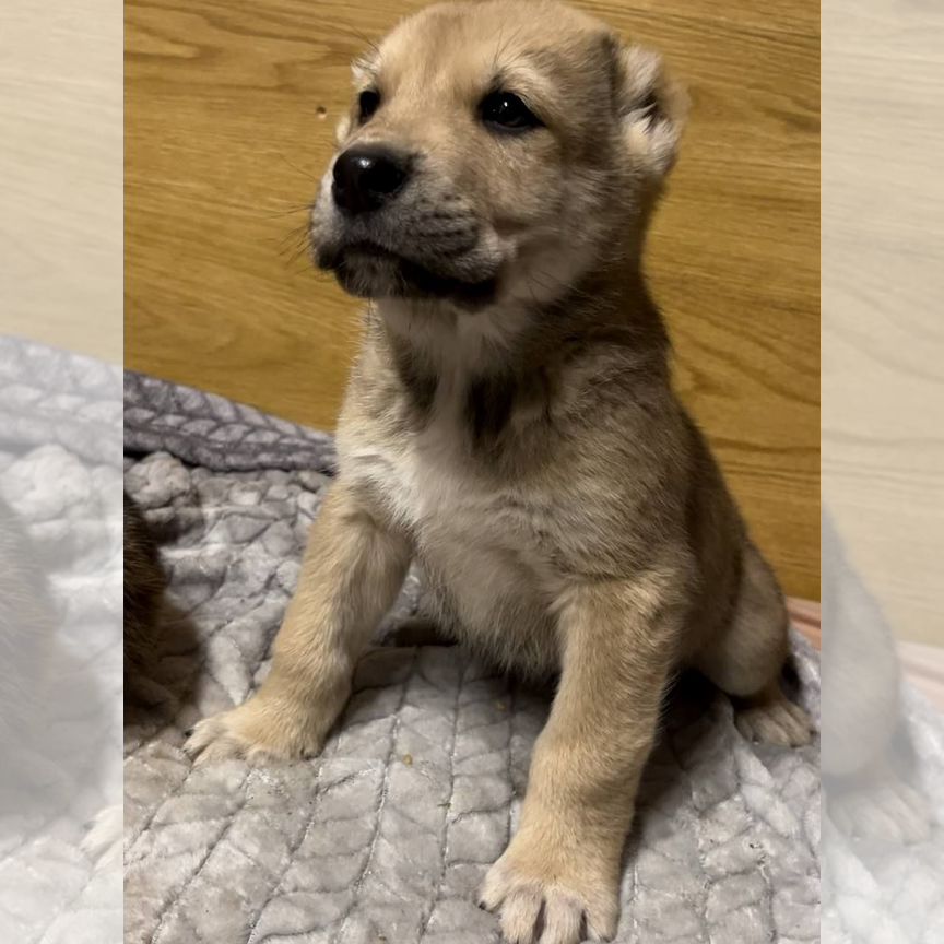 Среднеазиатская овчарка, щенок