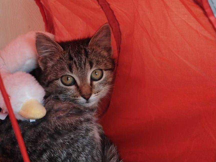 Котенок девочка 3 мес